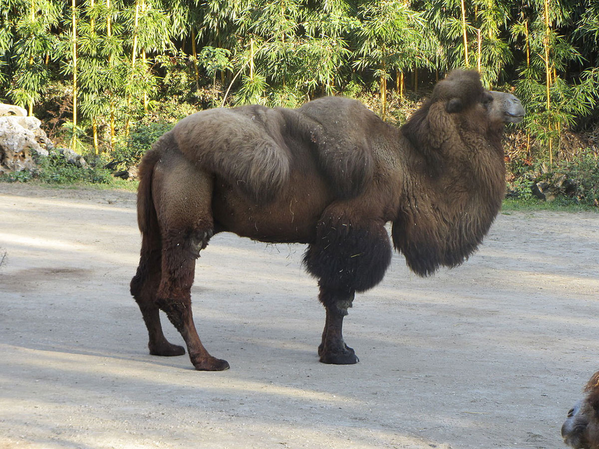 Camelus Bactrianus - Freccia45